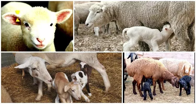 Wie man Lamm ohne Schafe entlädt