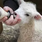 ヒツジなしで子羊を排出する方法：自宅での摂食方式 6571_7