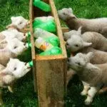 ヒツジなしで子羊を排出する方法：自宅での摂食方式 6571_9