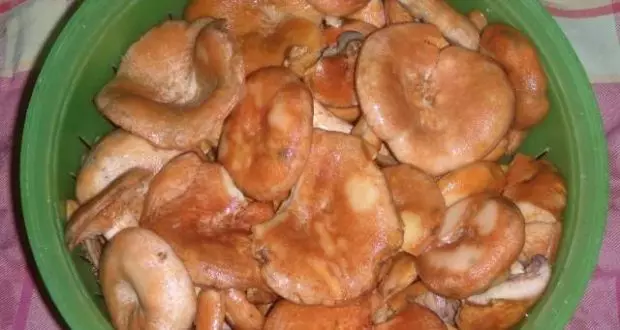 Mushrooms ryzhiki