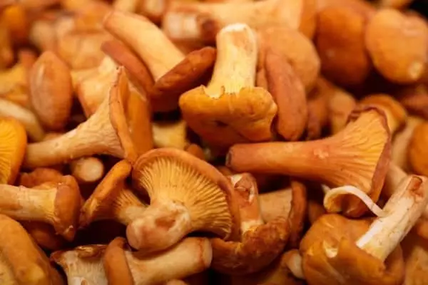 Печурки ryzhiki.
