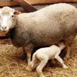 Preco Sheep race: Description et caractéristiques, Conditions de détention et de soins 6580_11