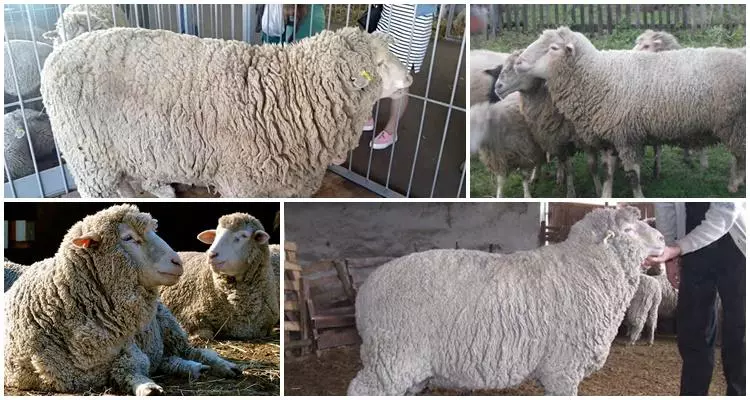 Preosh race moutons