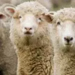 Preco Sheep Breed: Priskribo kaj karakterizaĵoj, kondiĉoj de aresto kaj zorgo 6580_5