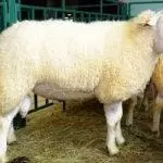 Preco Sheep race: Description et caractéristiques, Conditions de détention et de soins 6580_6