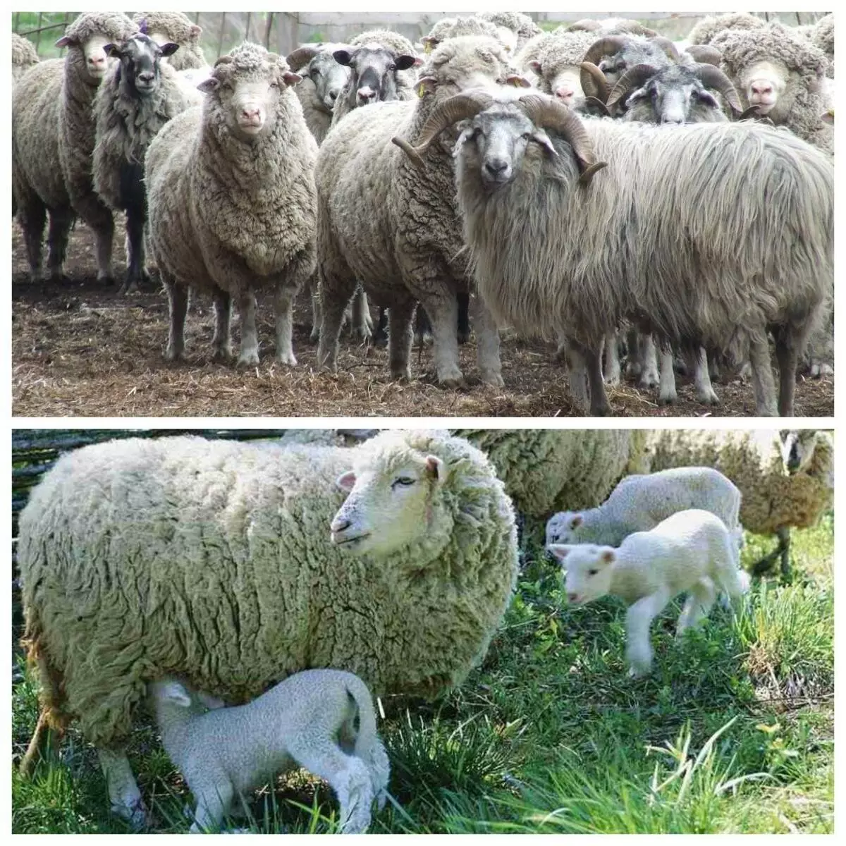 Description et caractéristiques des préparances de la race de mouton, des conditions de détention et de soins