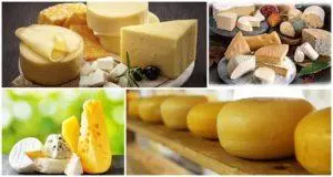 Top 4 des espèces et des noms de fromage du lait de mouton, des avantages et du mal au corps