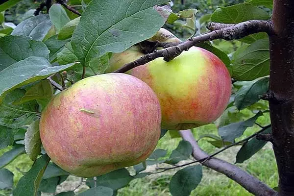 Apple Tree Vityaz.