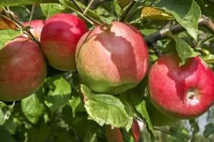 Kuvaus Apple Tree-maton, tärkeimmät ominaisuudet ja viljely
