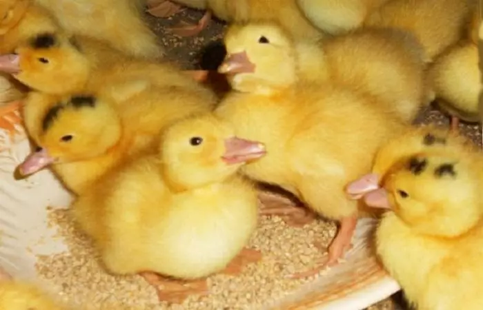 Na-eto eto ducklings