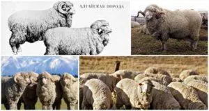 Altai Breed- ის ცხვრის აღწერა და მახასიათებლები, მათი მეცხოველეობის წესები