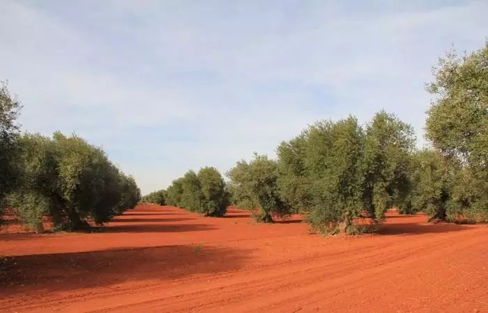 سور ځمکه