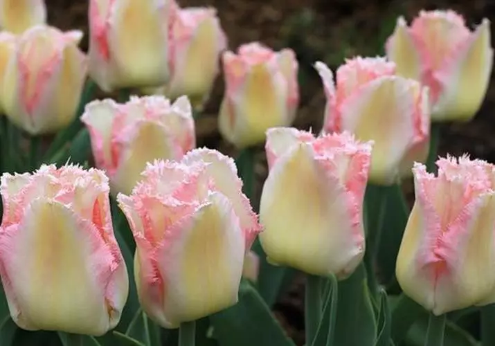 Nhazi Tulips tupu ịgha mkpụrụ na ọdịda: Kedu na etu o siri dị