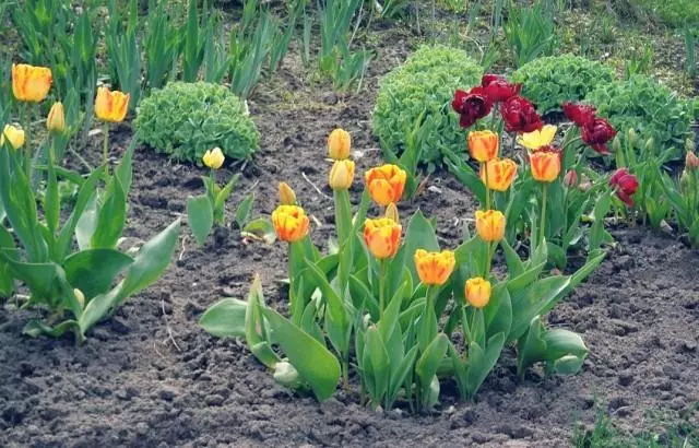 Procesamiento de tulipán