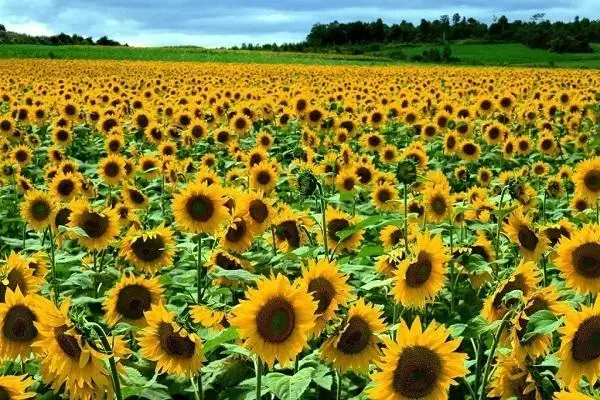 Sunflower Cvetje