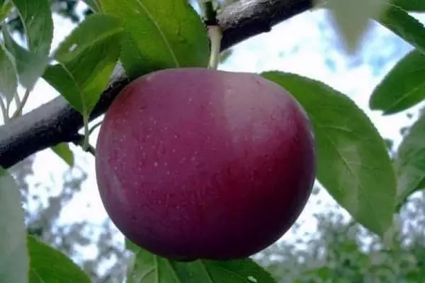 Apricot Sharafugi