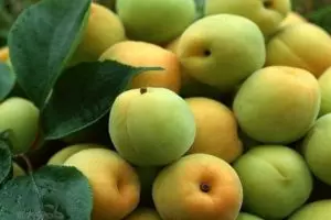 Nejčastější důvody, proč meruňka může resetovat zelené plody a způsoby léčby