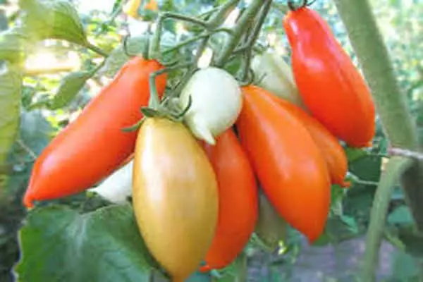 Tomatenverzorging