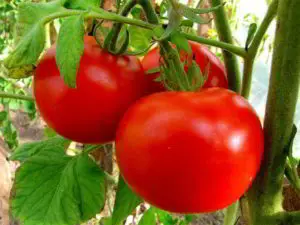 Característica e descrição de uma variedade de luzes de tomate de Moscou, seu rendimento