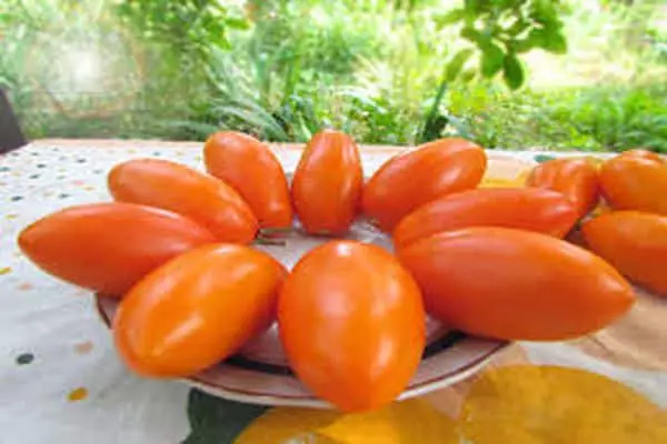 टोमॅटो ग्रेड पल्मरा