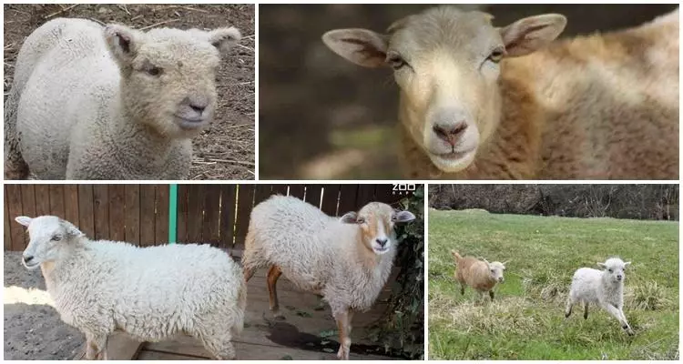 Dwarf Sheep