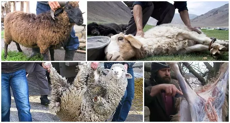 klanje ovce