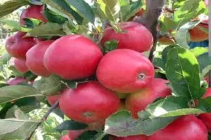 Paglalarawan at mga katangian ng Coloniary Apple Trees ay kanais-nais, mga rehiyon ng pamamahagi ng kultura