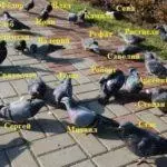 Nombres para palomas: cómo elegir un apodo para niñas y niños, ejemplos 6626_3