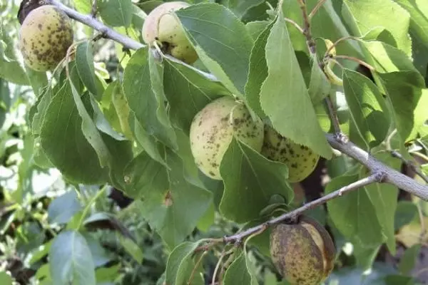 Visbiežāk iemesli, kāpēc aprikožu var atiestatīt zaļos augļus un ārstēšanas metodes