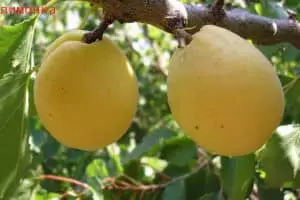 Beskrivelse af Limonon Abrikos Village og Harvest Egenskaber, Voksende Nuances