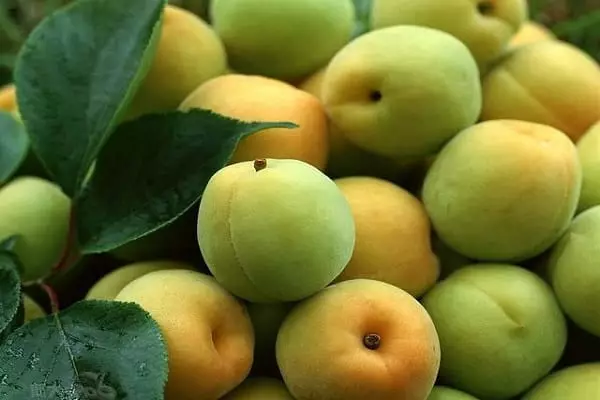 Leggyakoribb okok, amiért a sárgabarack visszaállíthatja a zöld gyümölcsöket és a kezelési módszereket