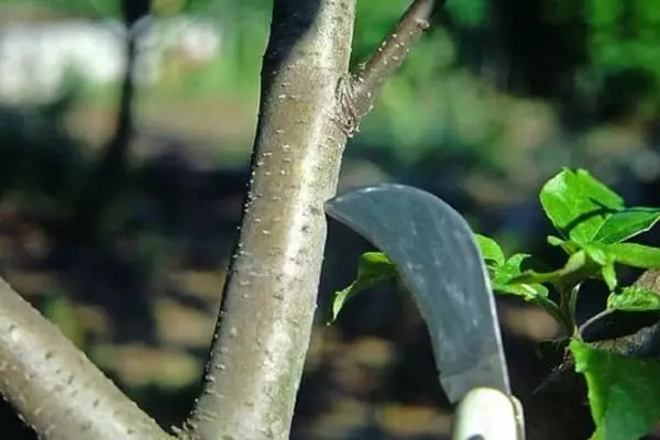 Couteau sur une branche