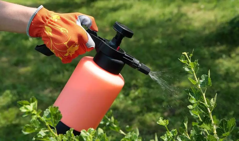 Pag-spray sa mga bushes