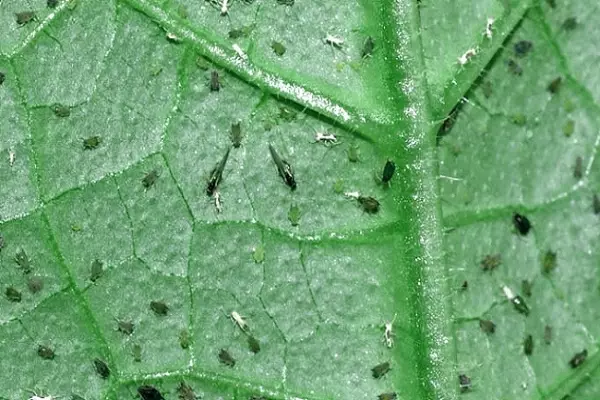 প্রথম কীটপতঙ্গ