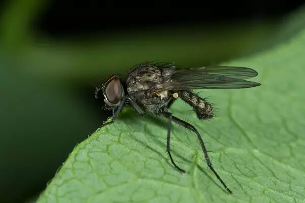 Auf ein Blatt fliegen