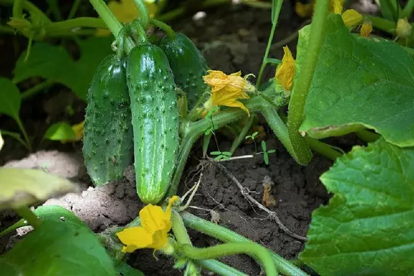 Ripe Cucumbers