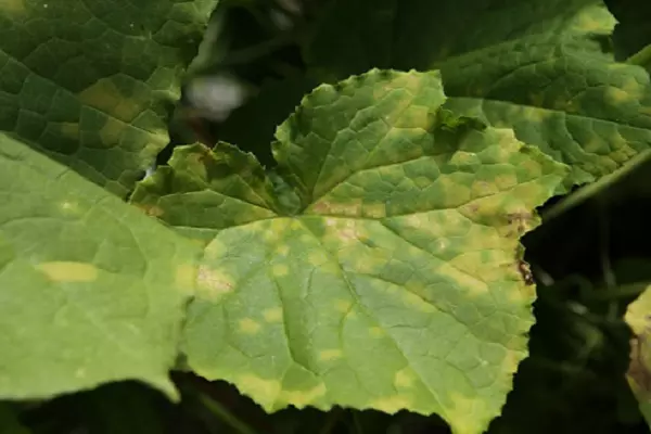 ಹಿರಿಯ ರೋಗಲಕ್ಷಣಗಳು