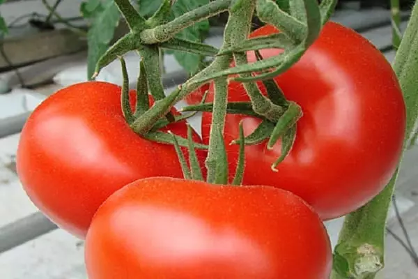 Tomaten parodist