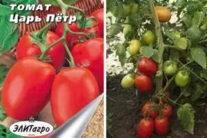 Beschreibung der Tomaten-Tsar Peter und seine Eigenschaften