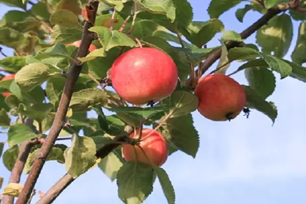 Apfelbaum Gornaletaaya.