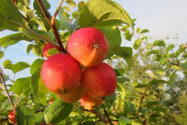 Rypweerstand appelboom