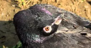 为什么破坏鸽子，如何对待它们以及疾病的日子过多少天