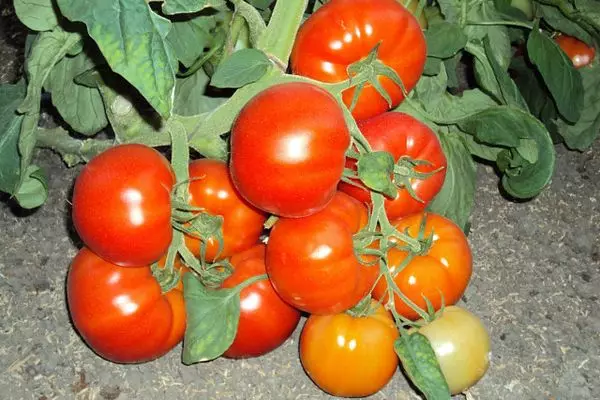 Pomidor pelagiay