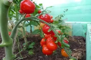 Priskribo de tomato tomato Rowan Beads, liaj karakterizaĵoj kaj rendimento