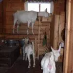 Барака за кози: големини и цртежи, како да се направи тоа и да се организира 6671_10
