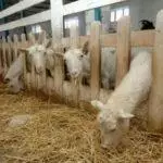 Барака за кози: големини и цртежи, како да се направи тоа и да се организира 6671_17