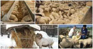 羊とラムを食べる家庭で、食事と餌食な料金