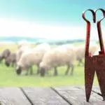 羊切りはさみ：品種とどのくらいの費用のかかる方法 6679_6