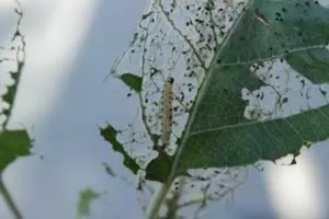 Silkwood Caterpillar ile Mücadele Halk ve Kimyasal Yöntemler Elma Ağaçları, Önleme