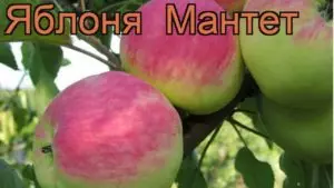Beschreibung und Merkmale der Sommervielfalt Apfelbaumschleif, Landung und wachsende Regeln